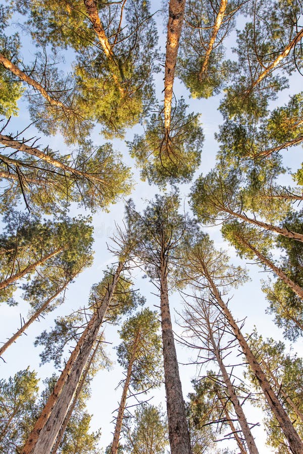 Tops of Pine Trees in the Forest. Stock Photo - Image of green, tree ...