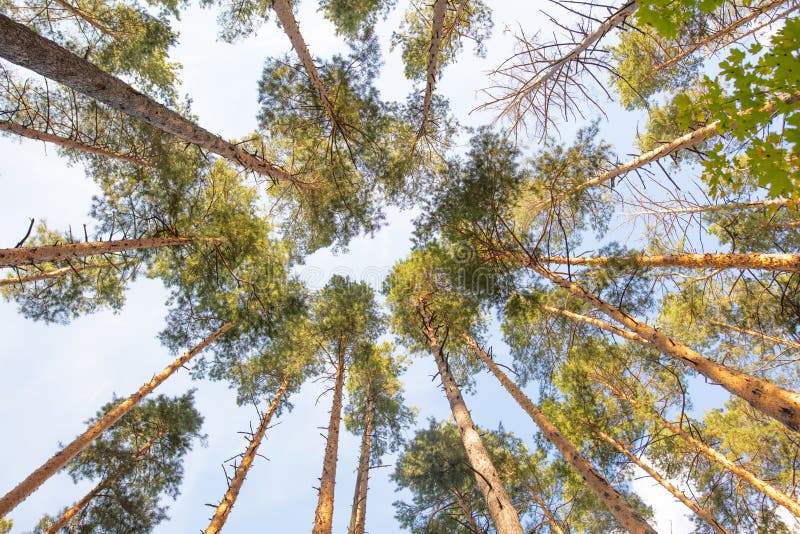 Tops of Pine Trees in the Forest. Stock Image - Image of view, natural ...