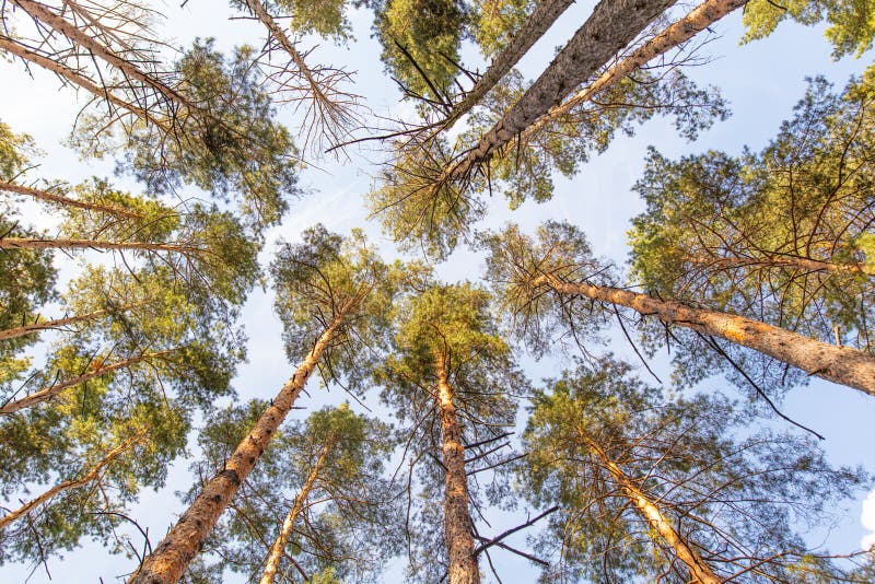 Tops of Pine Trees in the Forest. Stock Photo - Image of tall, wood ...