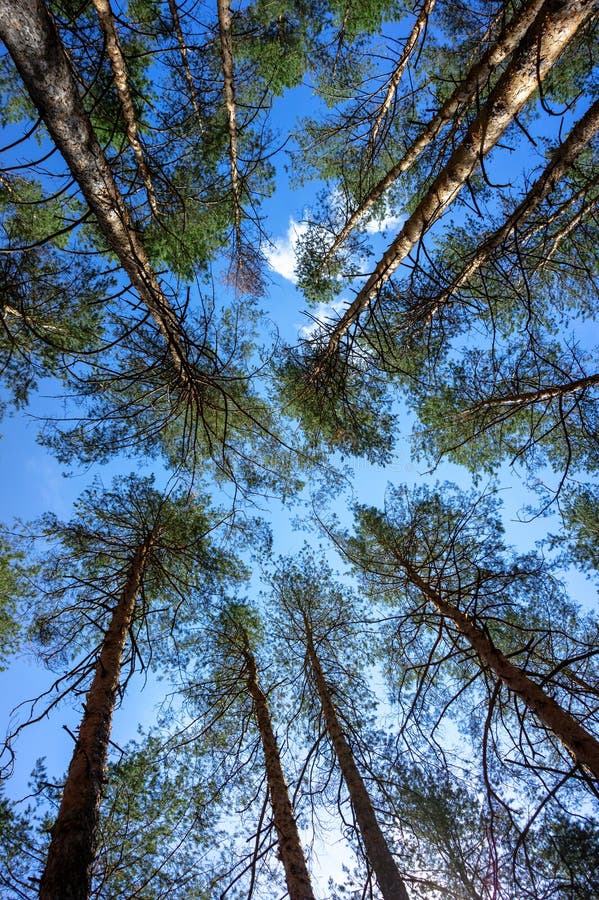Tops of Pine Trees in the Forest Stock Image - Image of forest, autumn ...