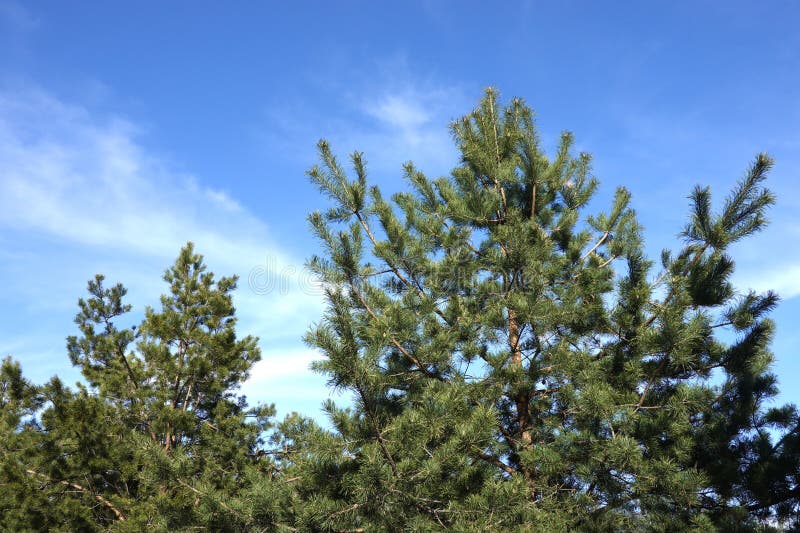 Tops of Pine Trees with Green Branches in Dense Forest Stock Photo ...