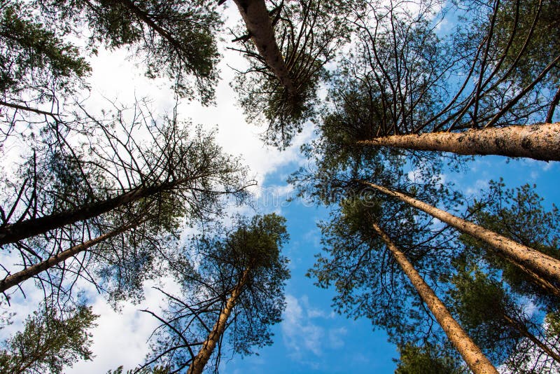 Tops of the Pine Trees and Sky Stock Image - Image of trees, plant ...