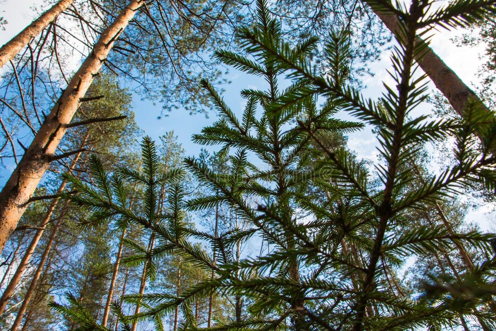 Tops of the Pine Trees and Sky Stock Image - Image of fall, plant: 84674419