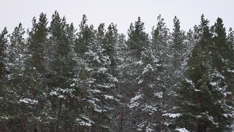 The Tops of Pine Trees in the Winter Nature Snow Landscape Stock Image ...