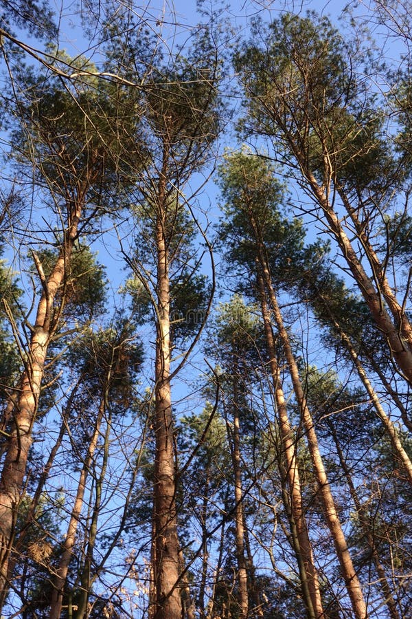 Tops of the Pines Look at the Sky. View from Below. the Tops of the ...