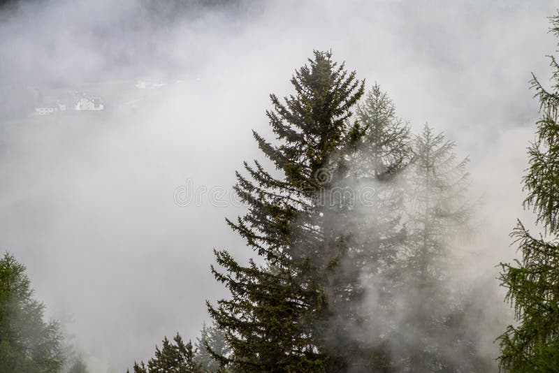 Pine forest in the fog stock photo. Image of dense, alpine - 104478908
