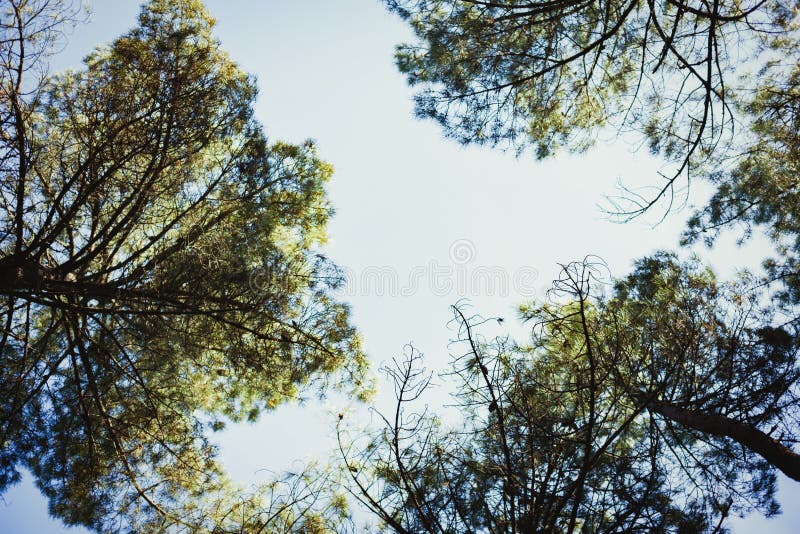 The Tops of the Pines Trees Stock Photo - Image of branch, nature: 82334512