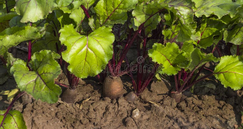 Tops and Roots of Red Beet Growing in the Ground in the Garden Stock ...