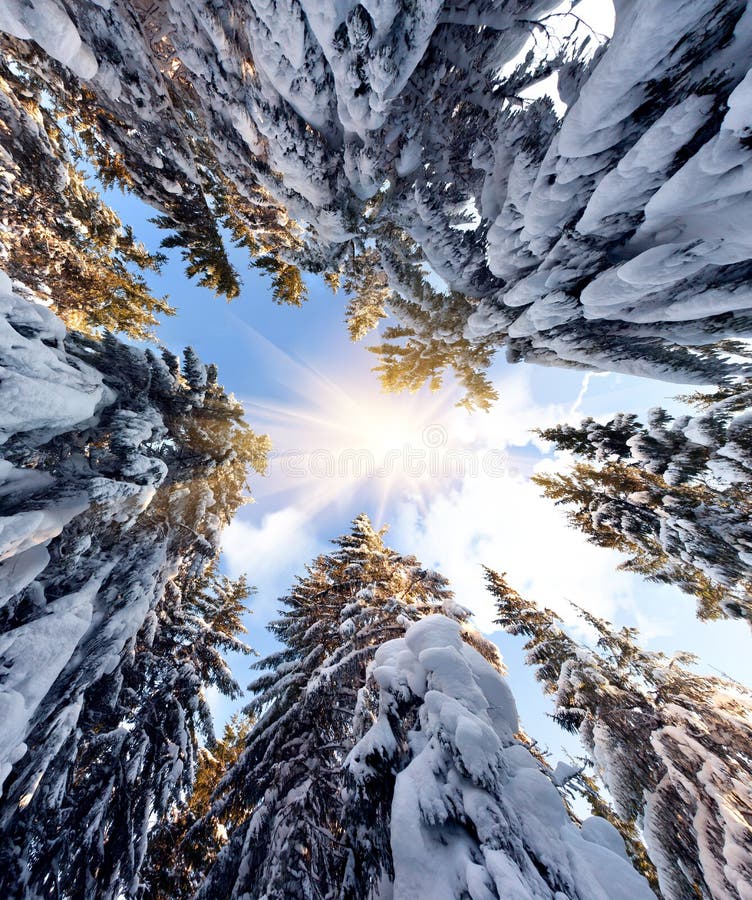 The Tops of Snow-covered Fir-trees Stock Image - Image of hoarfrost ...