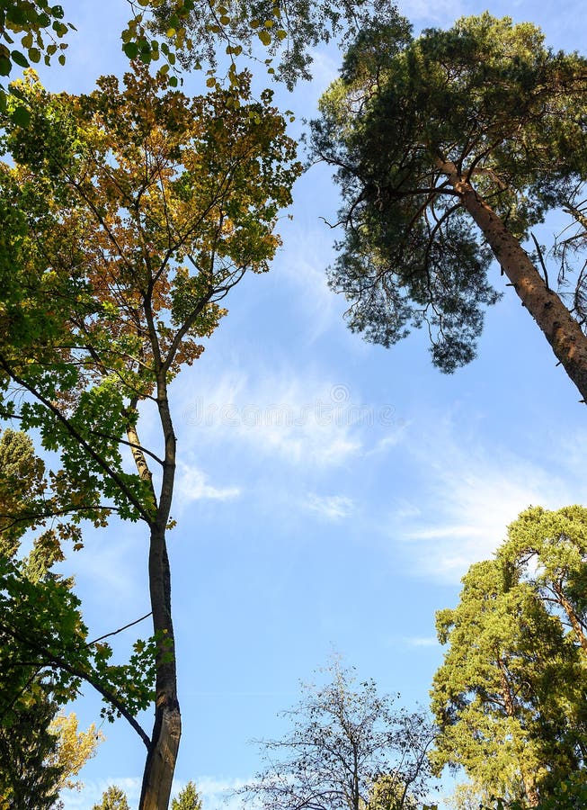 The Tops of Tall Pines Form a Frame for Placing Text on a Summer Theme ...