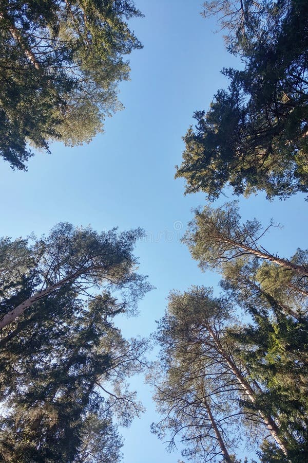 The Tops of Tall Trees Against the Blue Sky Stock Image - Image of ...