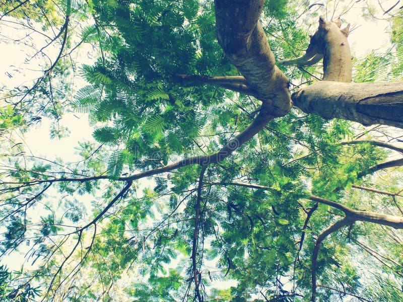 Tops of Tree Branches Green Nature Abstract Background Stock Photo ...