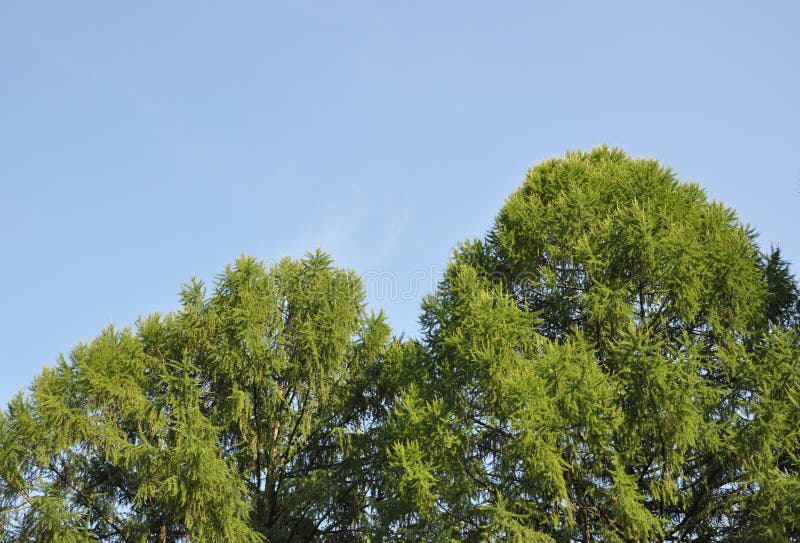 The tops of tree crowns stock photo. Image of alley, bright - 74884036