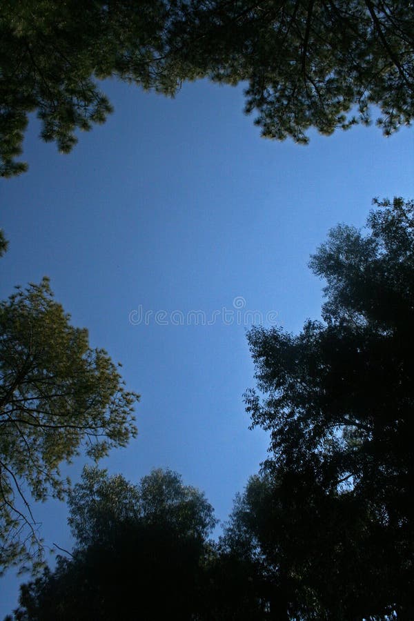 Tops of Tree Framing Blue Sky Stock Image - Image of leaves, view: 98527609
