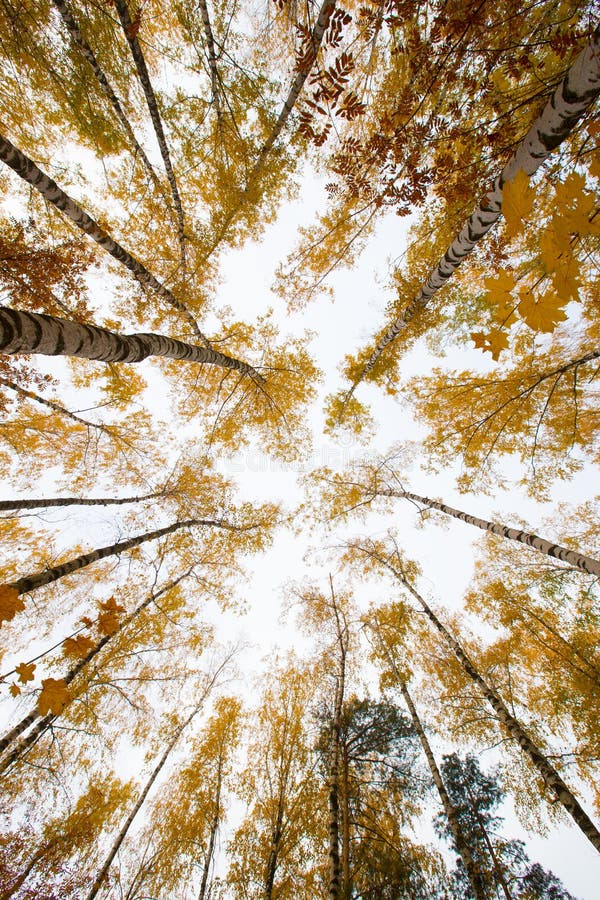 Tops of the Trees in Autumn Birch Forest Stock Image - Image of fall ...