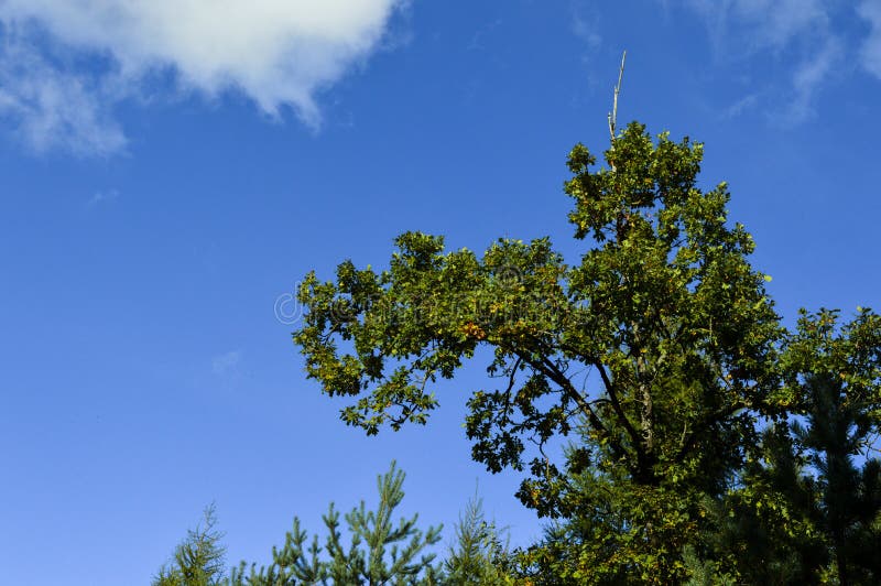 Tops of trees. stock image. Image of tops, vegetation - 79386107