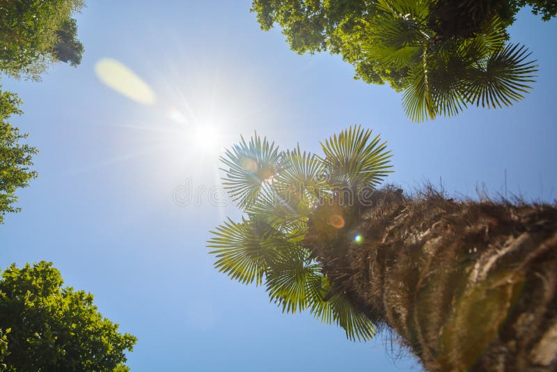 The Tops of the Trees on the Background of Clear Sky and Sun Beams ...