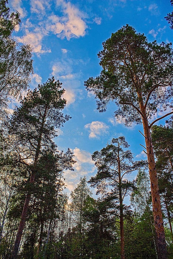 The Tops of the Trees with Blue Sky and Clouds Stock Image - Image of ...