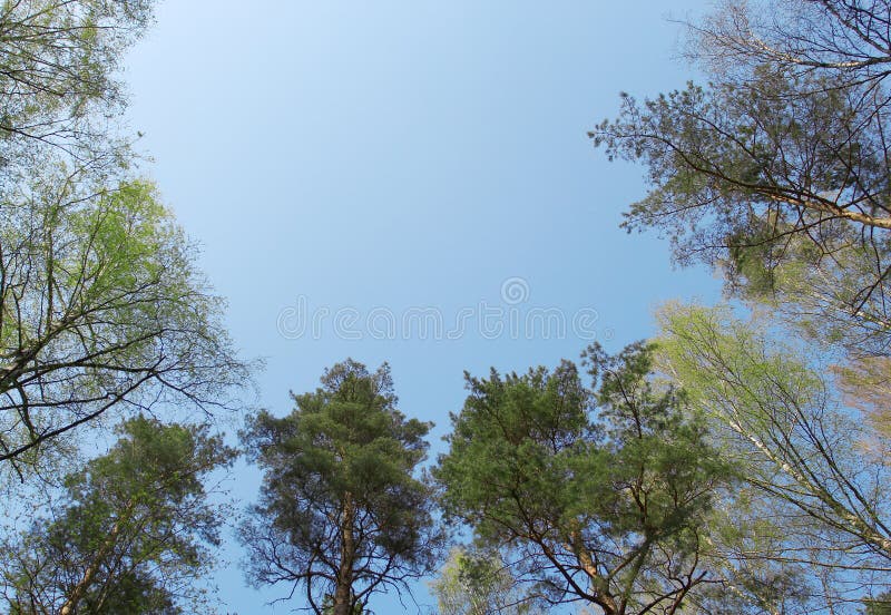 The Tops of the Trees in the Bright Blue Sky Stock Image - Image of ...