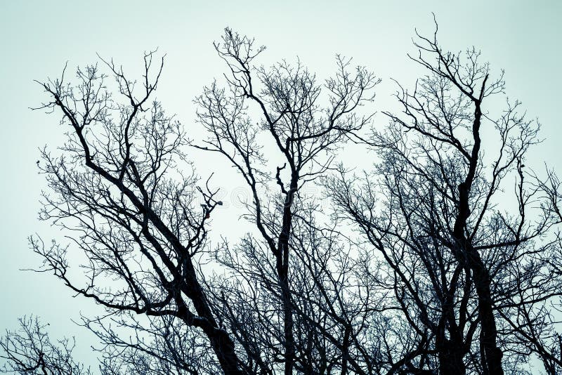 The Tops of Trees. Cold Tone. Stock Image - Image of nest, mist: 70575711