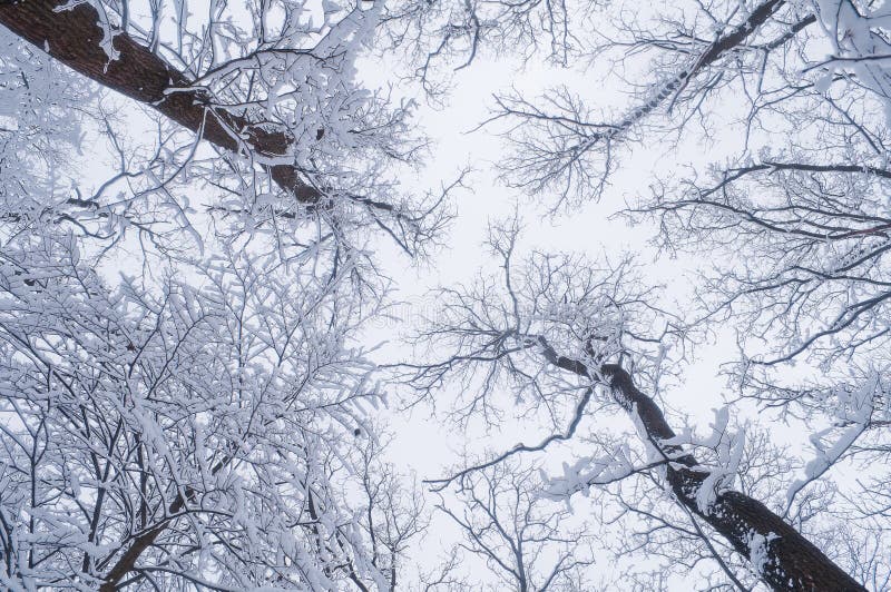 Tops of Trees in the Forest Covered with Snow Stock Image - Image of ...