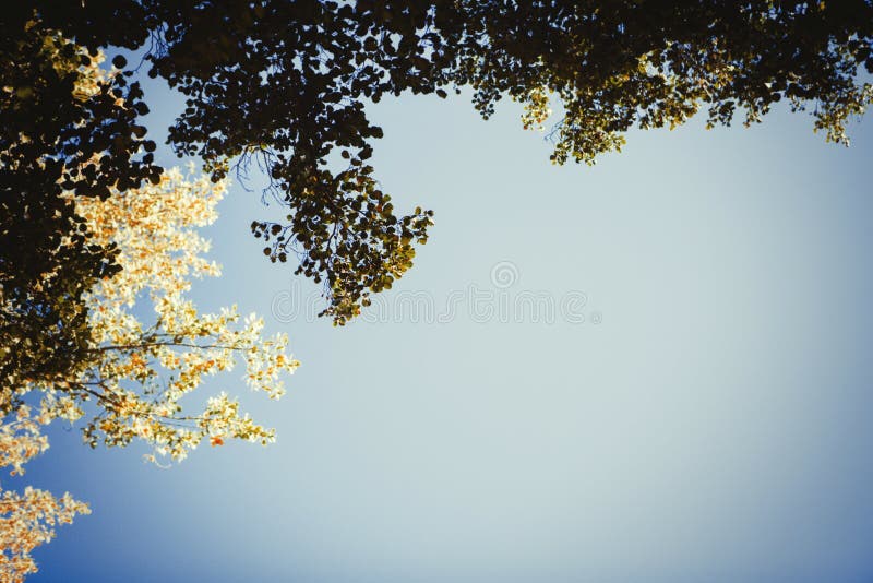 The tops of the trees stock photo. Image of maple, beautiful - 80667824