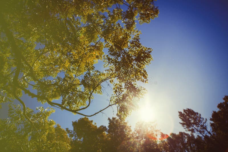 The tops of the trees stock photo. Image of maple, beautiful - 80667824