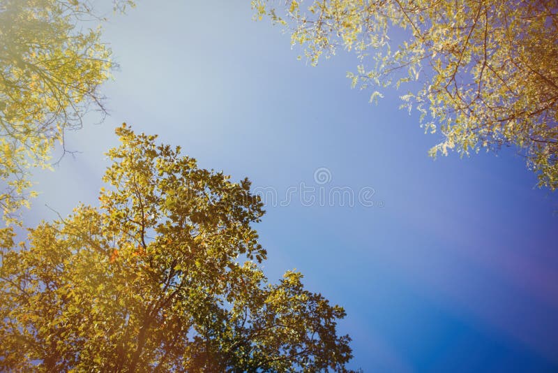 The tops of the trees stock photo. Image of maple, beautiful - 80667824