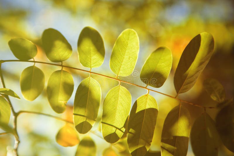 The tops of the trees stock photo. Image of brown, fall - 80668008