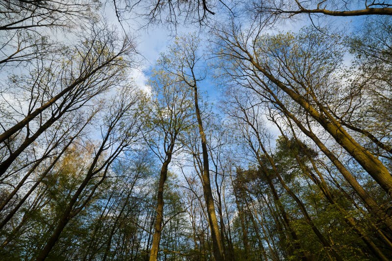 The Tops of Trees Photographed from Below. Stock Photo - Image of bare ...