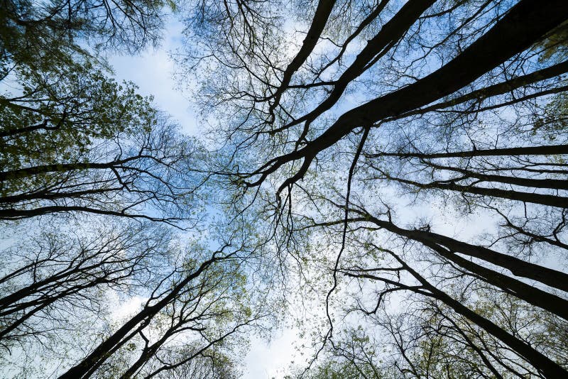 The Tops of Trees Photographed from Below. Stock Image - Image of tops ...