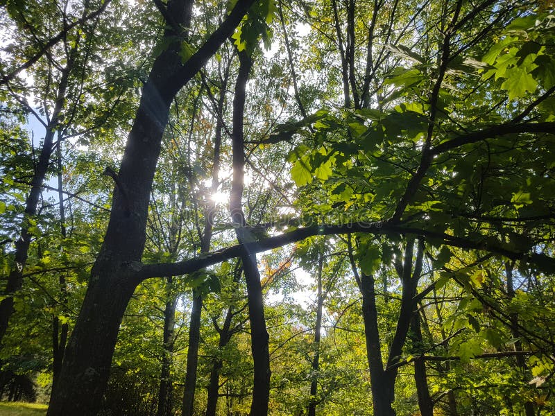 Tops of the Trees in a Summer Forest. Stock Photo - Image of life ...