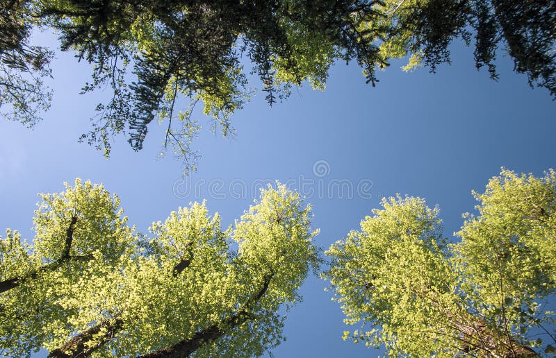 The Tops of the Trees in the Summer Park. Stock Photo - Image of blue ...