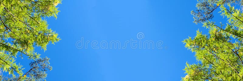 184 Trees Tops Banner Stock Photos - Free & Royalty-Free Stock Photos ...