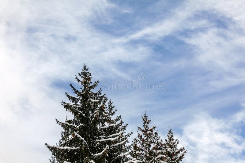 Tops of Two Coniferous Trees, Little Bit Snow on Branches, Sky with ...