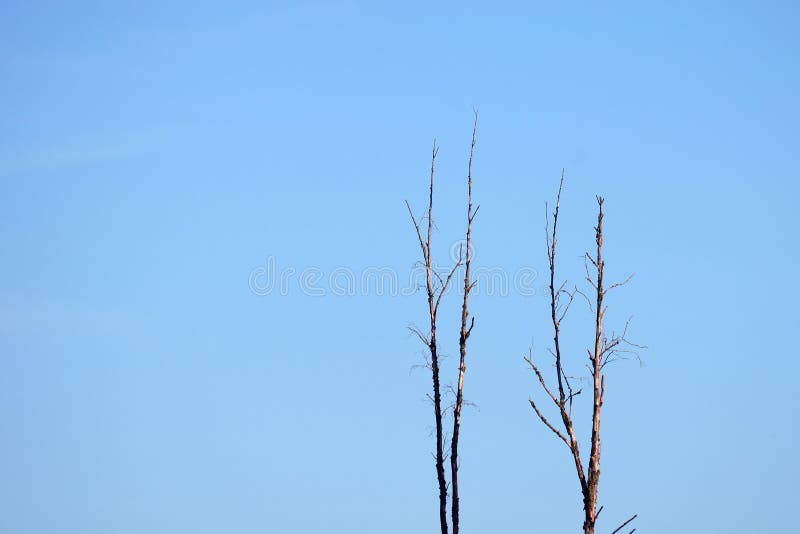 Tops of Two Standing Dead Trees. Stock Image - Image of damaged, tree ...