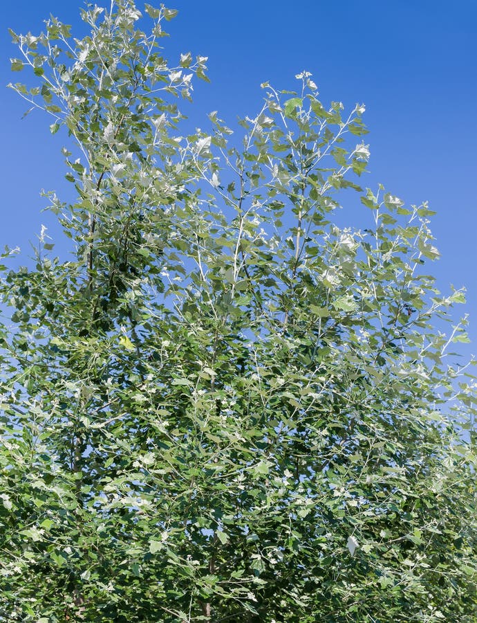 Tops of White Poplar Trees Against the Clear Sky Stock Image - Image of ...