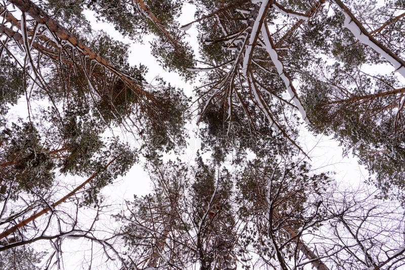 The Tops of the Winter Pine Trees. View from the Bottom. Winter ...