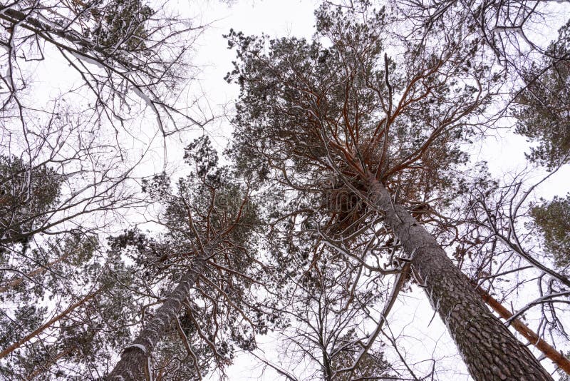 The Tops of the Winter Pine Trees. View from the Bottom. Winter ...