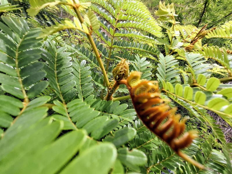 The Tops of Young Trees Catch the Soft Sunlight. Stock Photo - Image of ...