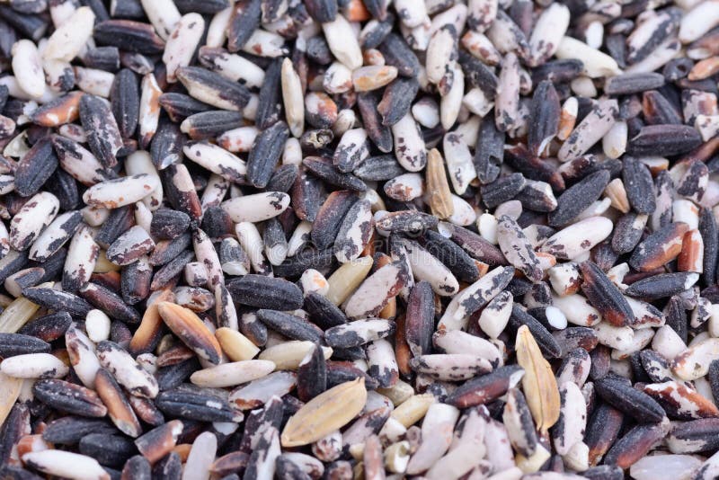 Topview Closeup of Low Quality Berry Rice Stock Image - Image of ...