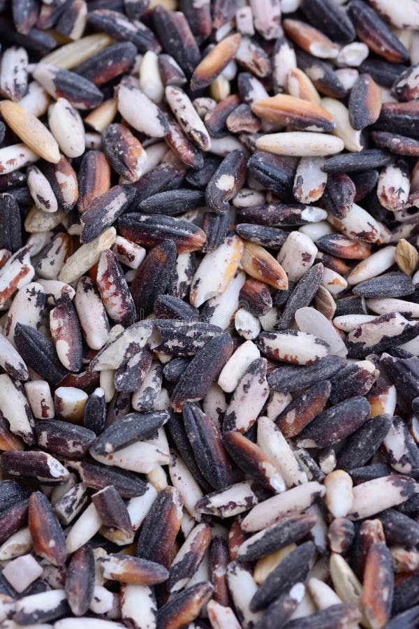 Topview Closeup of Low Quality Berry Rice Stock Photo - Image of sticky ...
