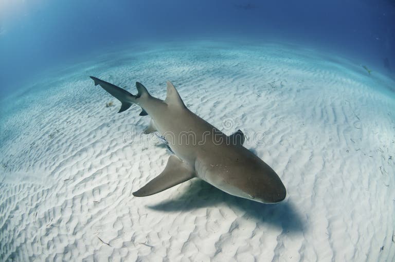Topview of a lemon shark stock image. Image of negaprion - 21245151