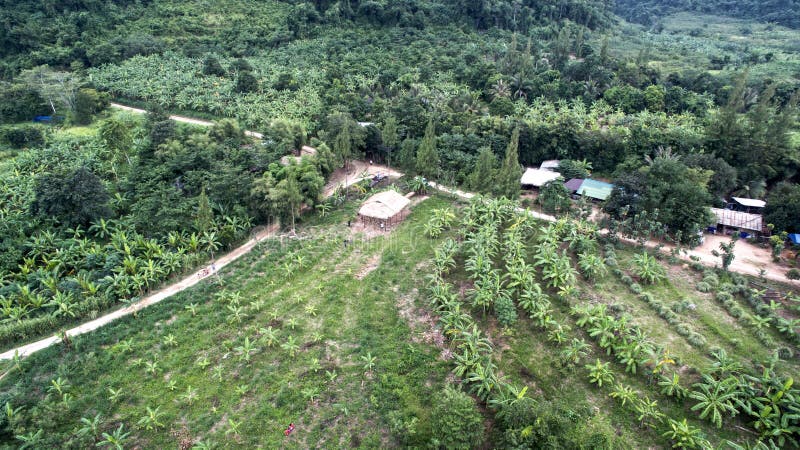 Topview wild stock photo. Image of bride, plant, live - 63775008