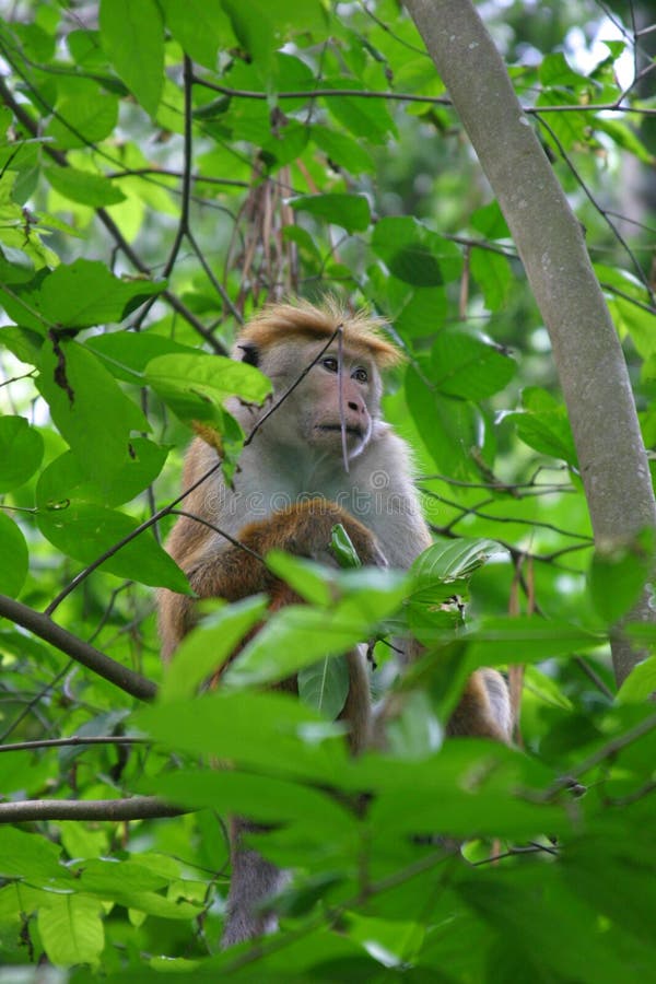 Toque Macaque stock image. Image of mammal, looking, funny - 148747