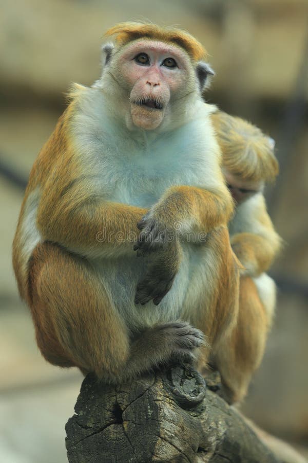 Toque macaque stock image. Image of mammal, sinica, coloured - 24205517