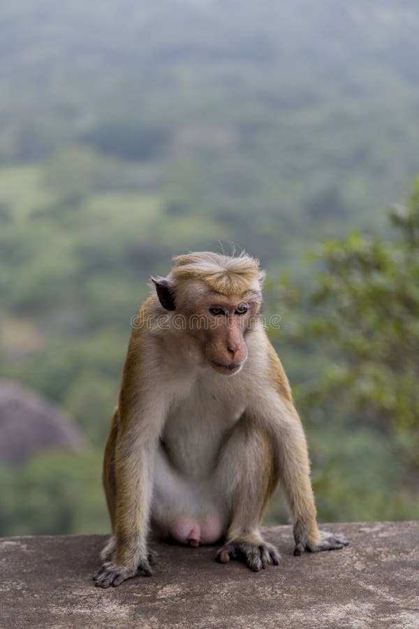 Toque macaque stock image. Image of sitting, outdoors - 37858563