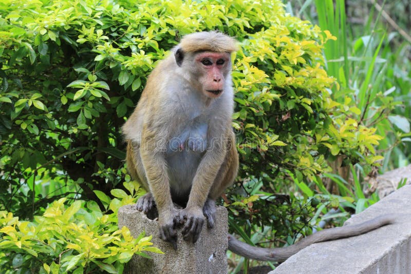 Toque Macaque Also Called Rilewa or Rilawa Monkey in Sri Lanka Stock ...