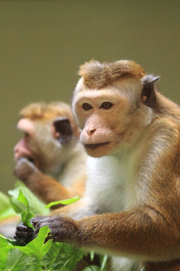 Toque macaque stock photo. Image of eating, macaque, mammal - 31349846