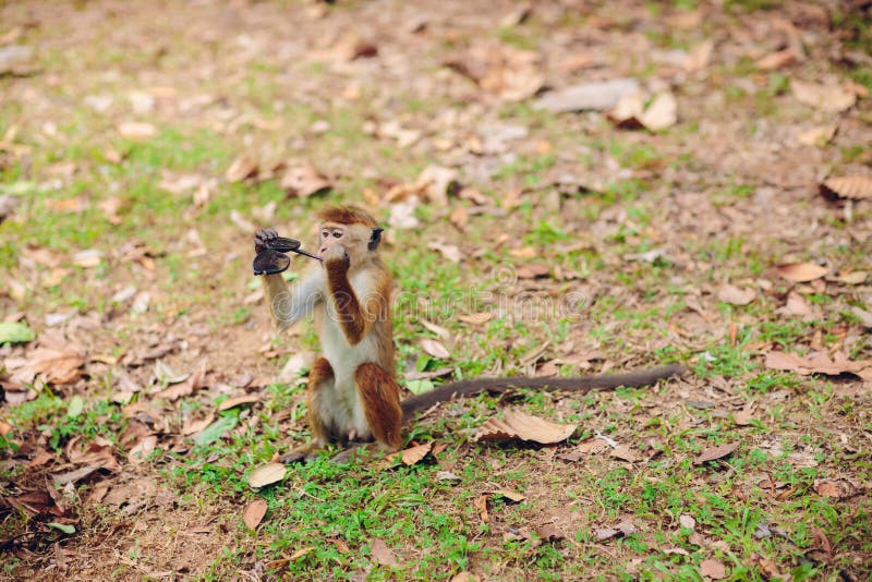 Toque Macaque Looking To the Camera in Sigiriya, Sri Lanka. Stock Photo ...